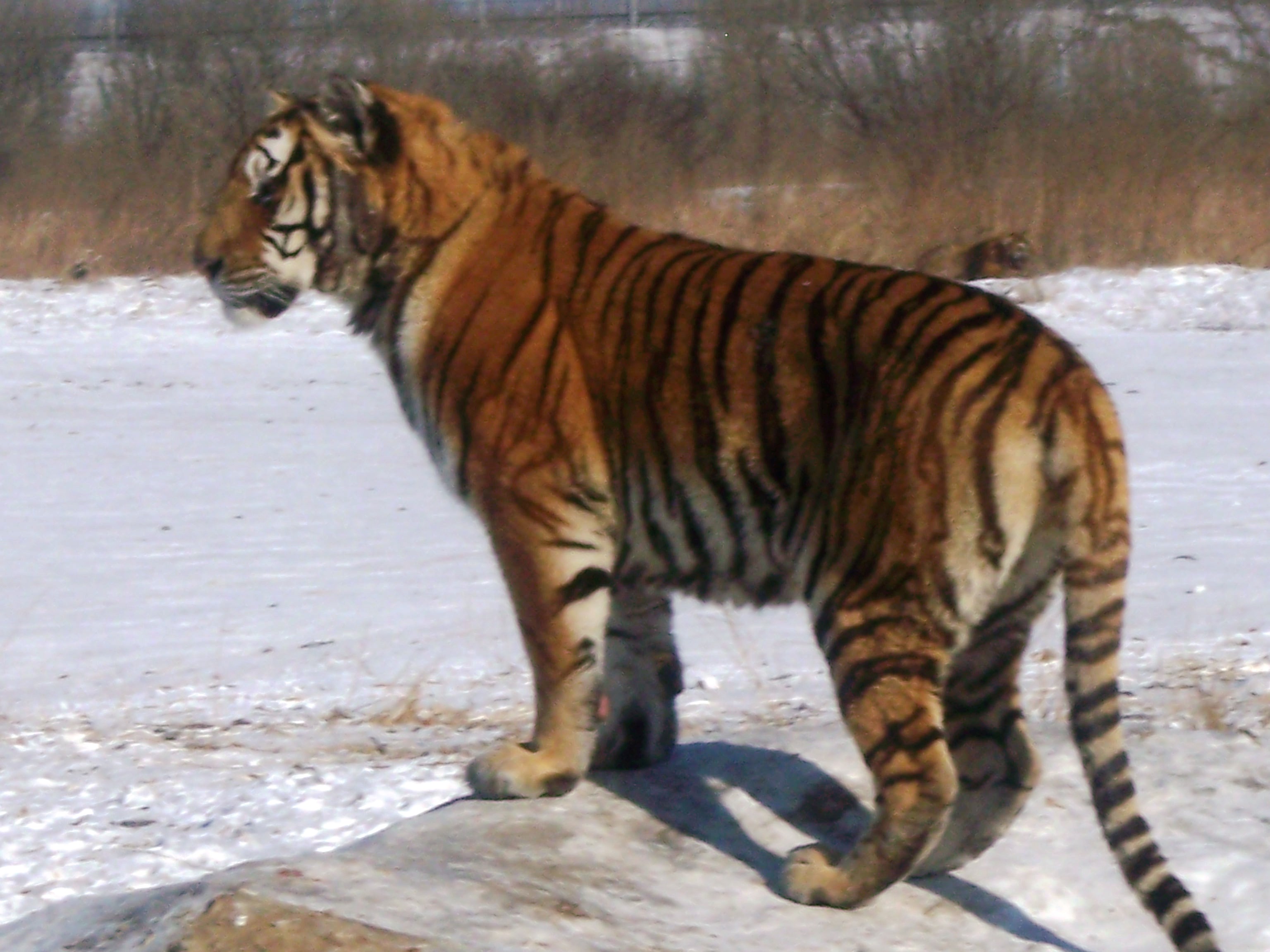 The Majumdars Web Site » Blog Archive » Harbin Tiger Park